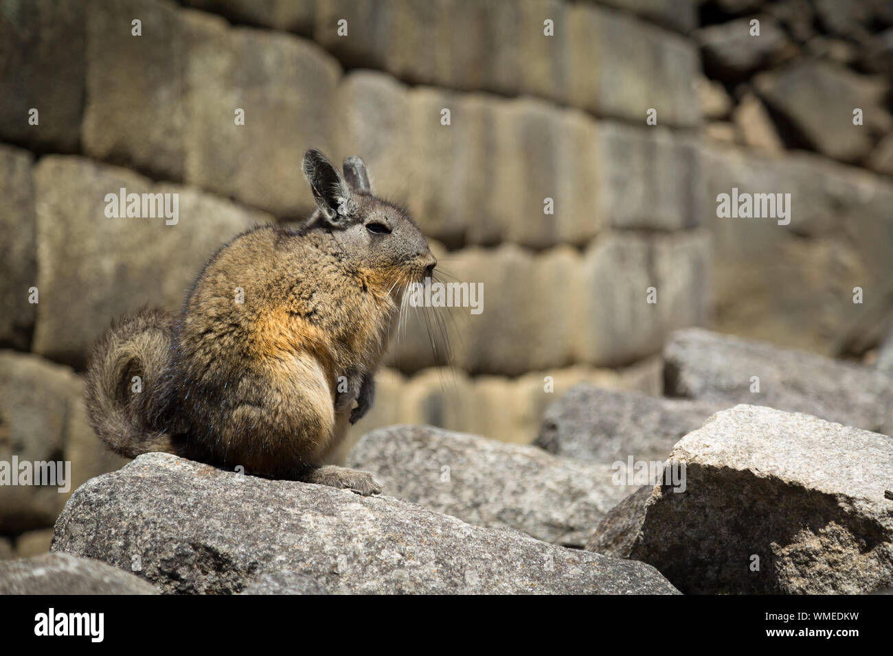 Animal rocks hi-res stock photography and images - Alamy