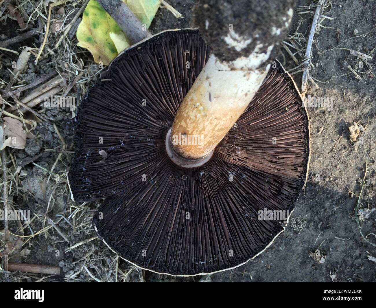 Fungus root hi-res stock photography and images - Alamy