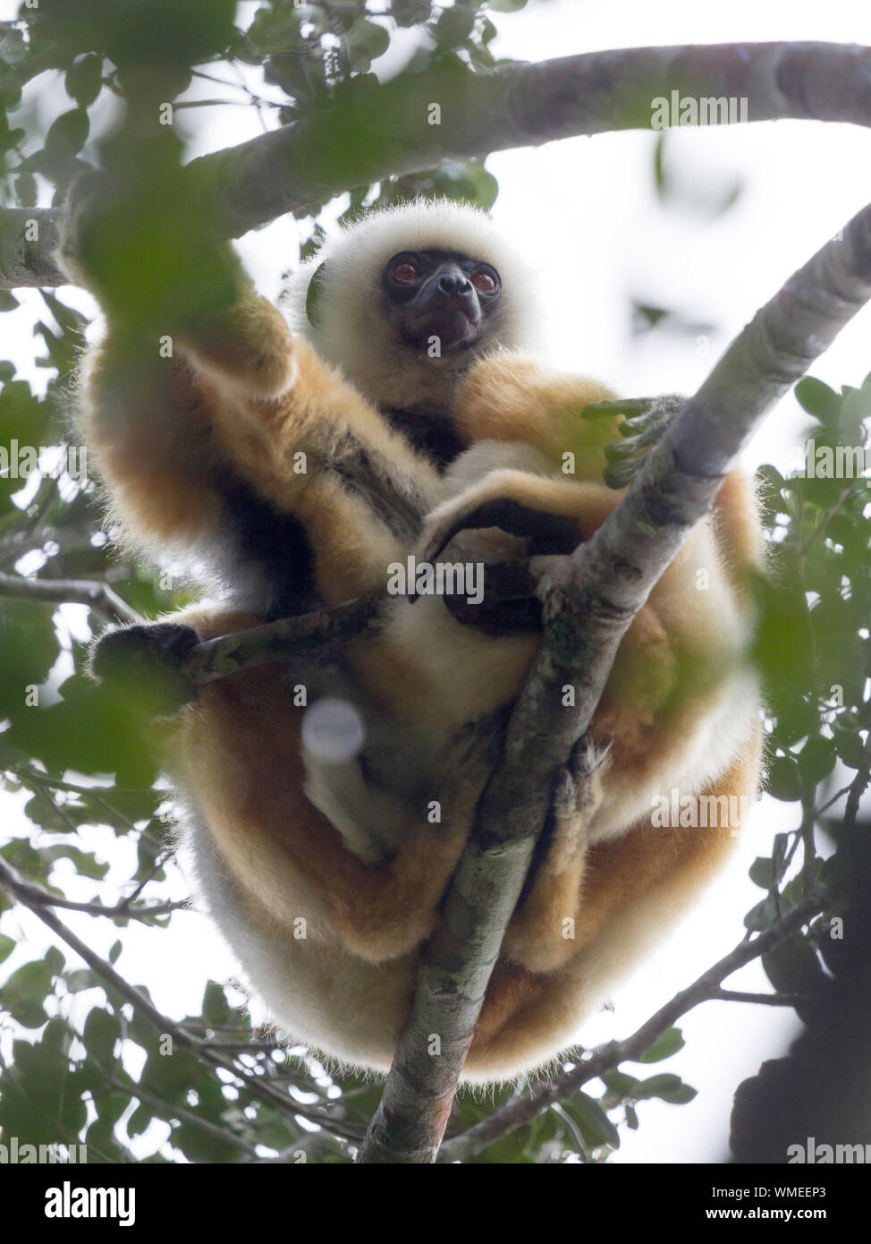 Golden Sifaka, dancing lemur of Madagascar, Africa Stock Photo - Alamy