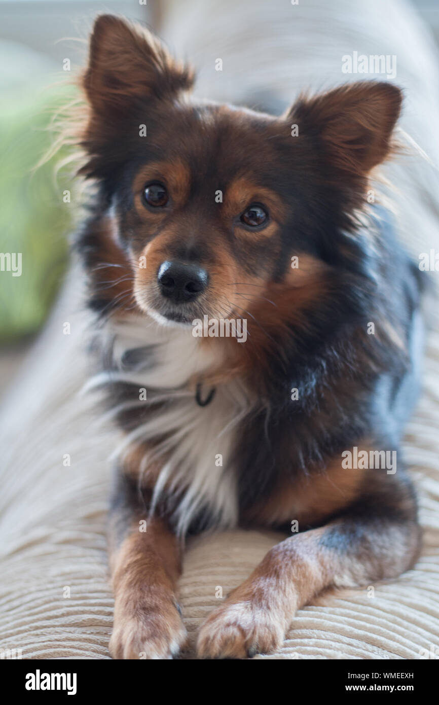 sweet looking puppy Stock Photo - Alamy