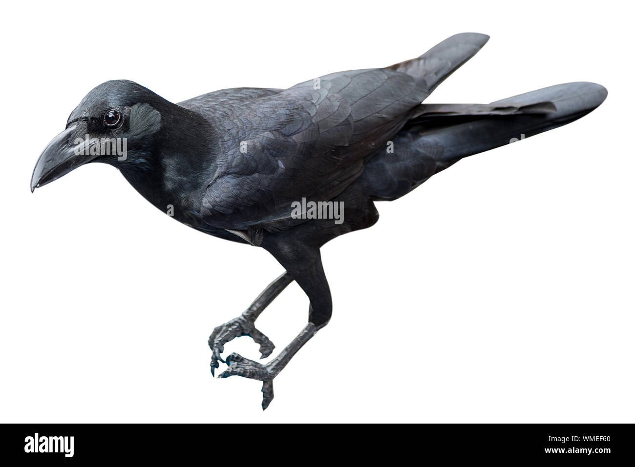 Raven Cut Out Stock Images & Pictures - Alamy