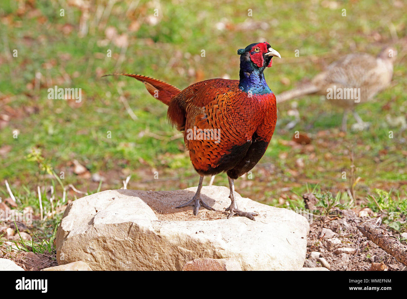 Male and female pheasant hi-res stock photography and images - Alamy
