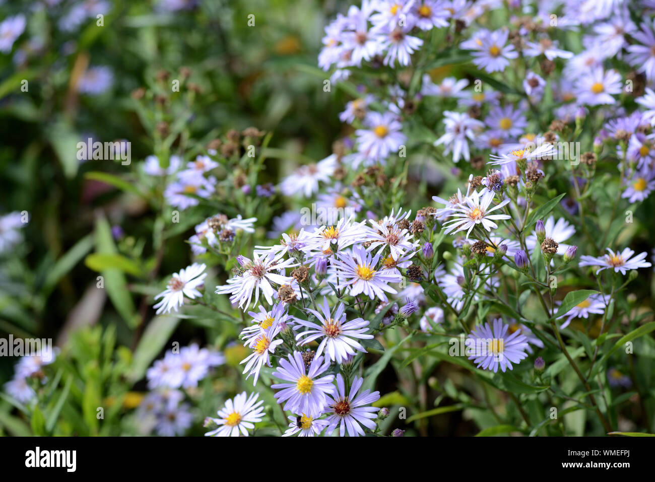 Yellow Gerber flower in little glass vase Stock Photo - Alamy