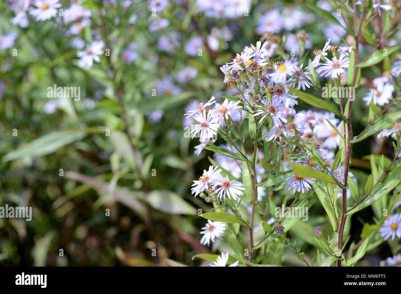 Little blue daisies in the summer garden lit by the bright sun Stock ...