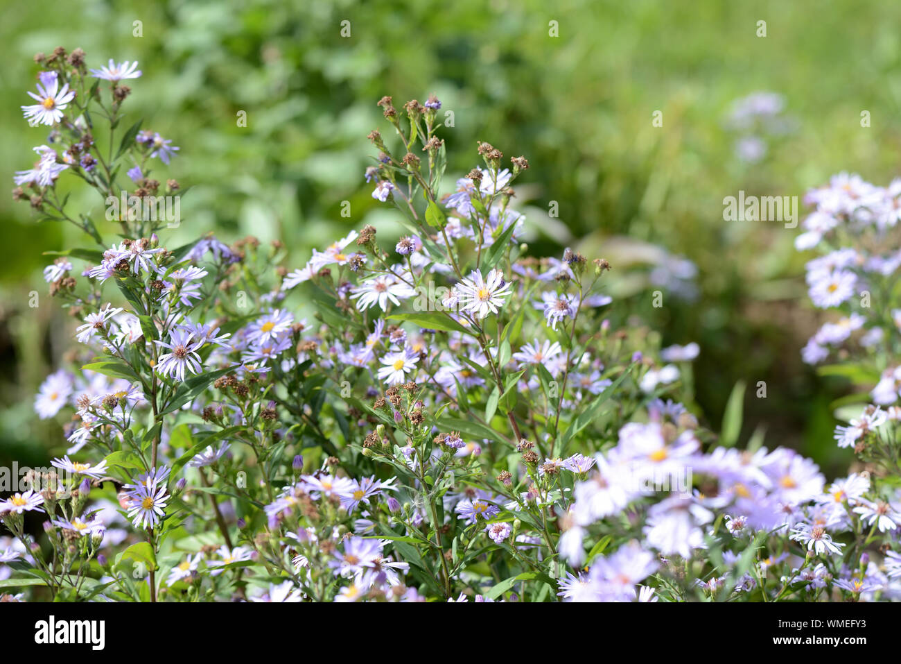 Little blue daisies in the summer garden lit by the bright sun Stock ...