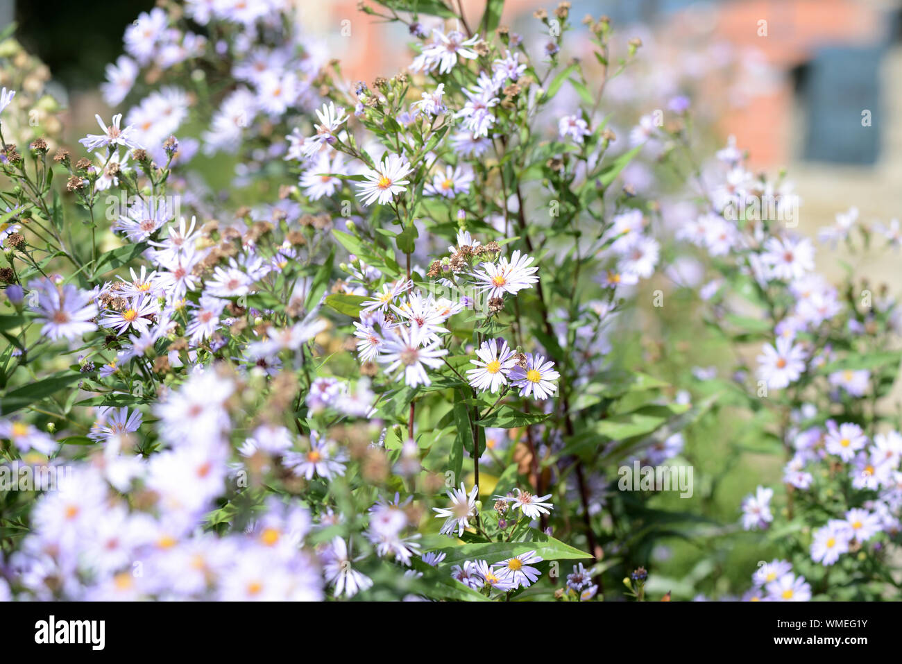 Little blue daisies in the summer garden lit by the bright sun Stock ...