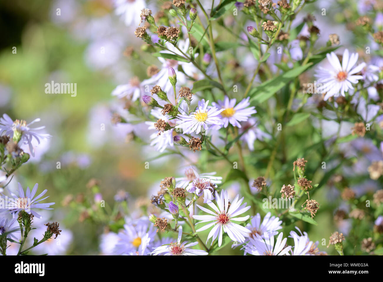 Little blue daisies in the summer garden lit by the bright sun Stock ...
