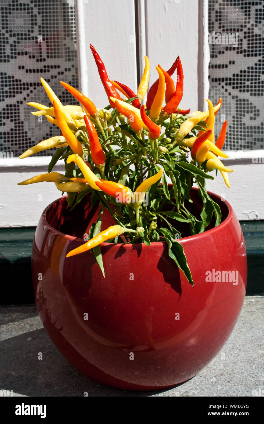 Chili window hi-res stock photography and images - Alamy