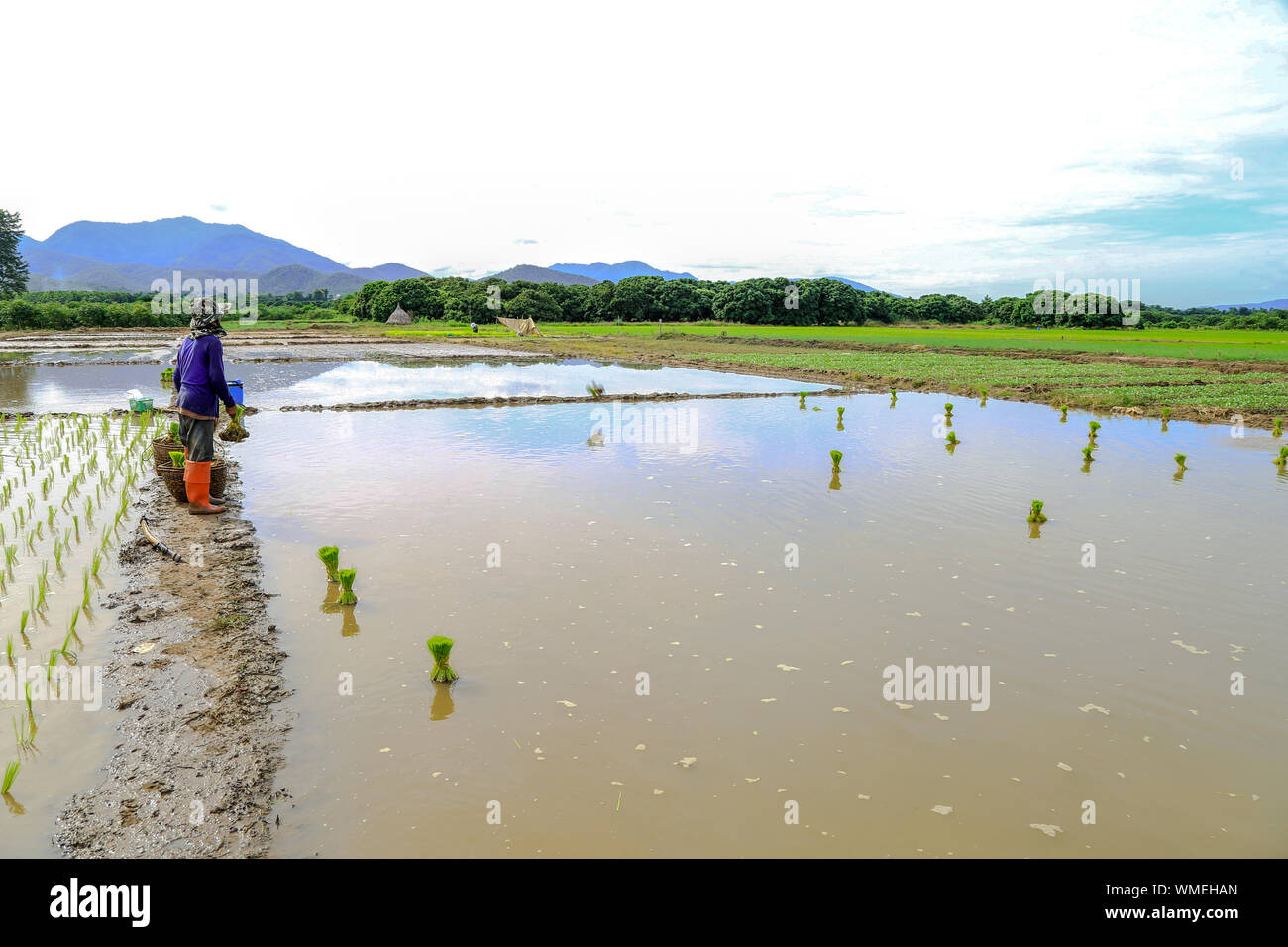 Farmer worker rice hi-res stock photography and images - Alamy