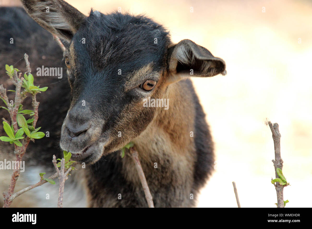 goat on khong island (laos Stock Photo - Alamy