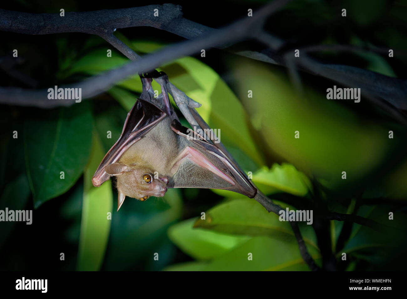 Lesser Short-nosed Fruit Bat - Cynopterus brachyotis species of megabat ...