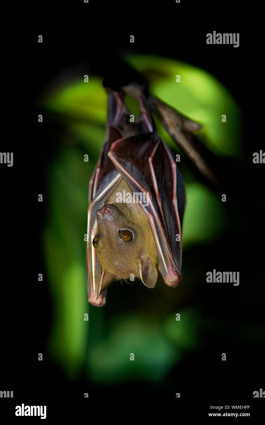 Images Of Small Fruit Bats