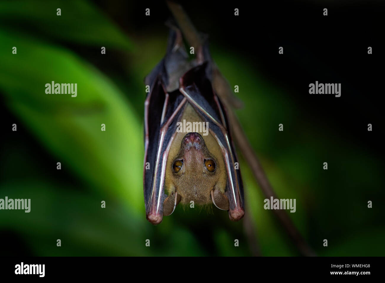 Lesser Short-nosed Fruit Bat - Cynopterus brachyotis species of megabat ...