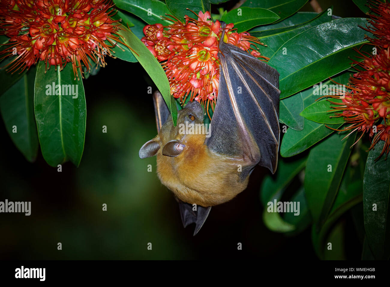 Lesser Short-nosed Fruit Bat - Cynopterus brachyotis species of megabat ...