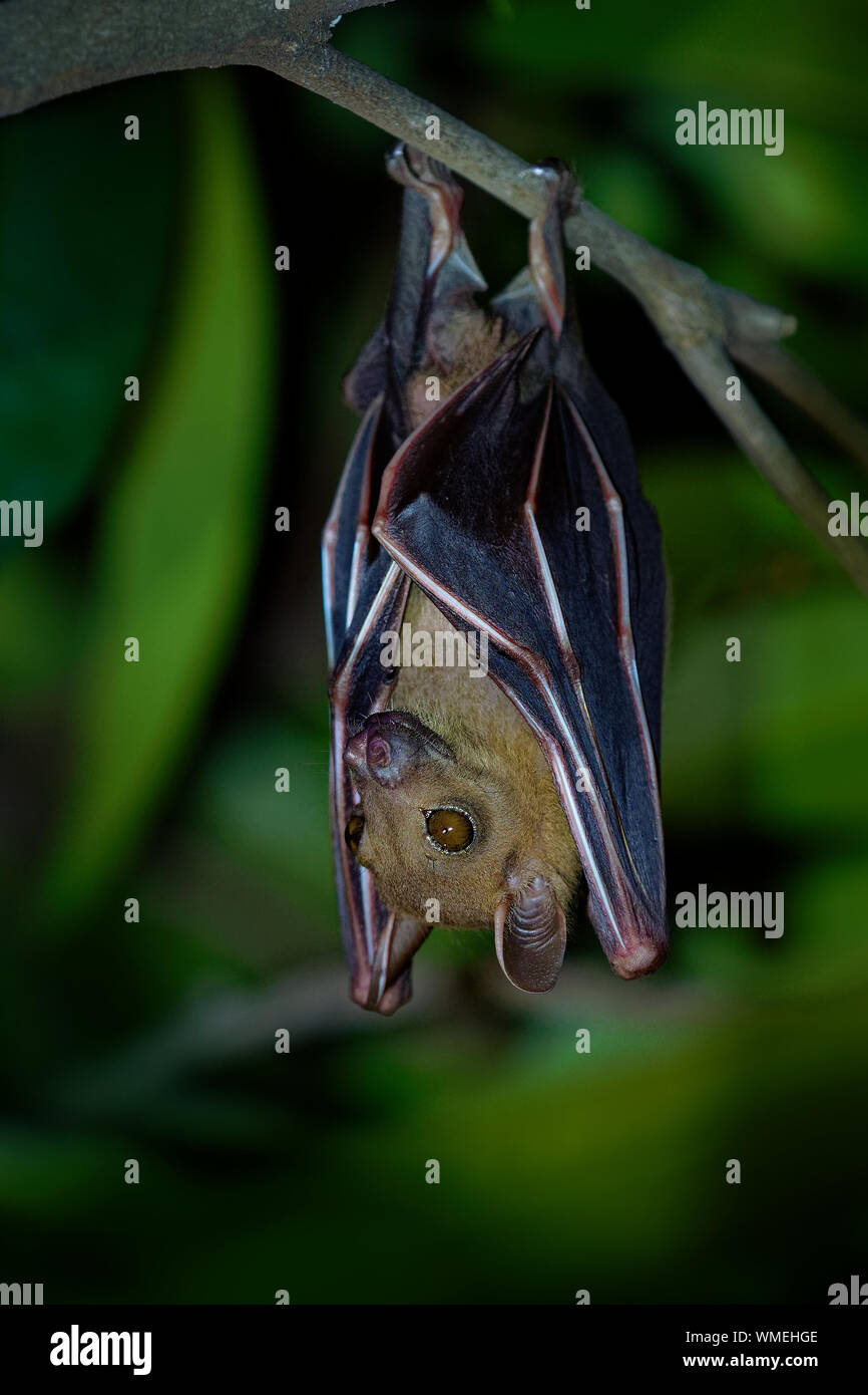 Cynopterus hi-res stock photography and images - Alamy
