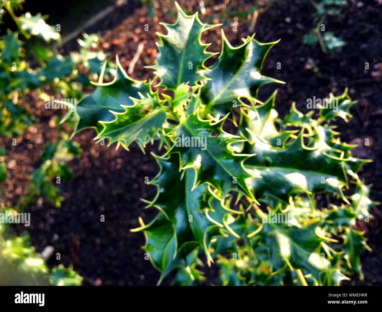 Holly Plant High Resolution Stock Photography and Images - Alamy