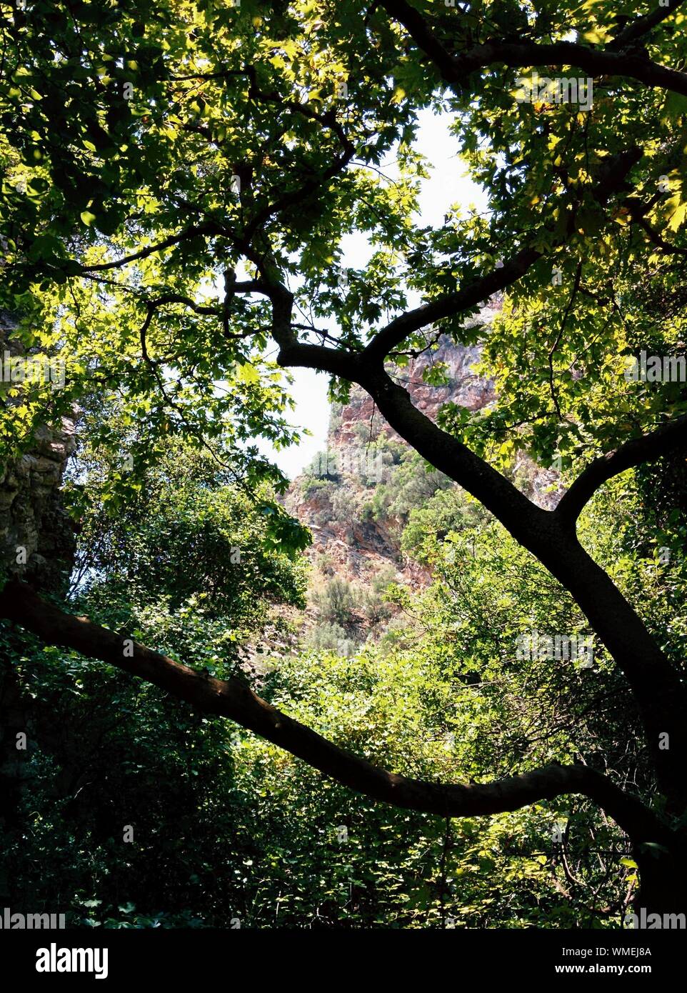Daylight forest hi-res stock photography and images - Alamy