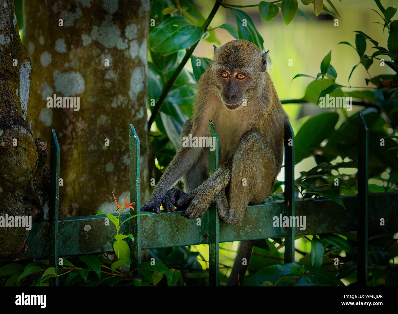 Garden pet - Long-tailed Macaque - Macaca fascicularis also known as ...