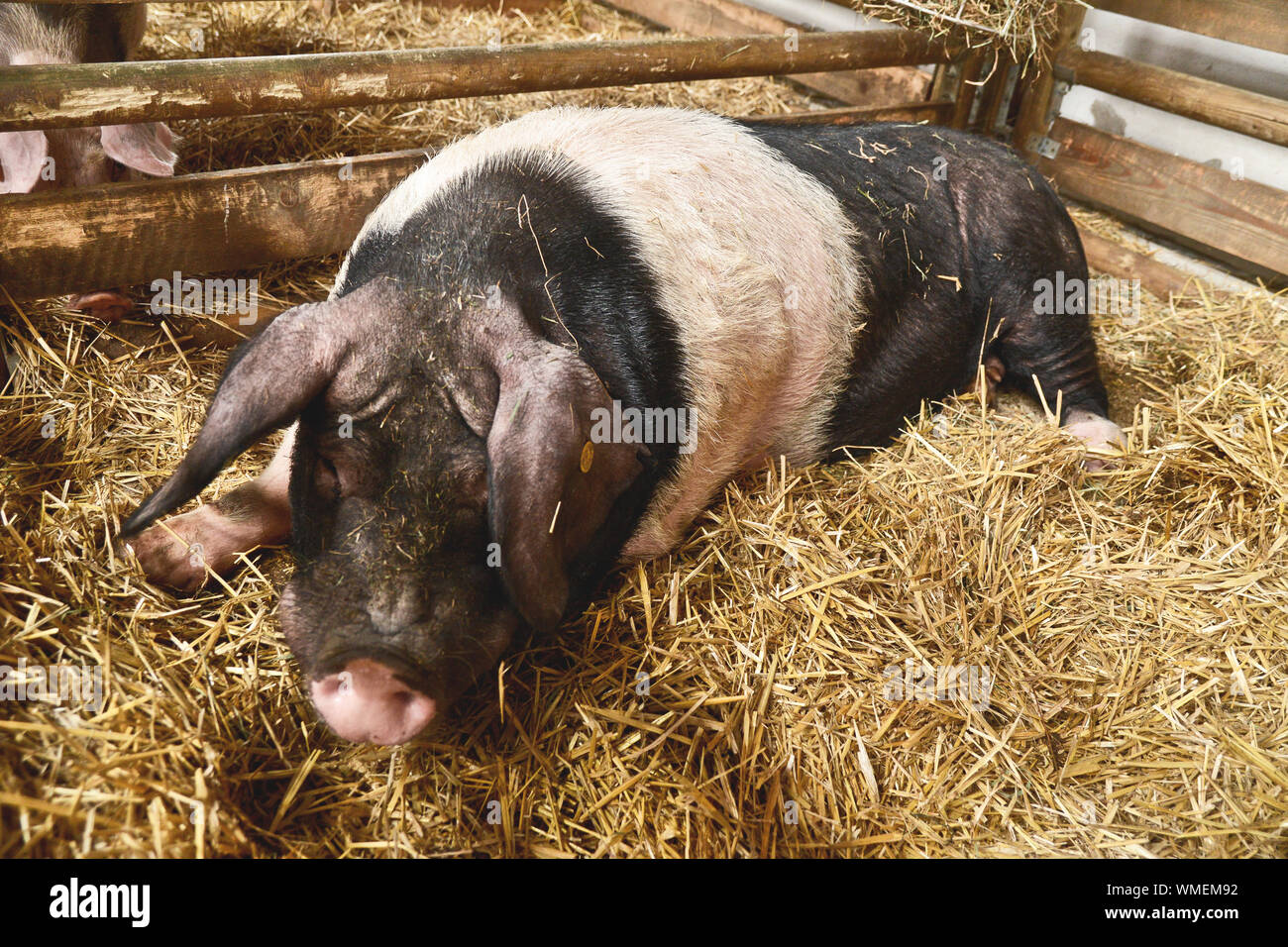 Pig sitting hi-res stock photography and images - Alamy
