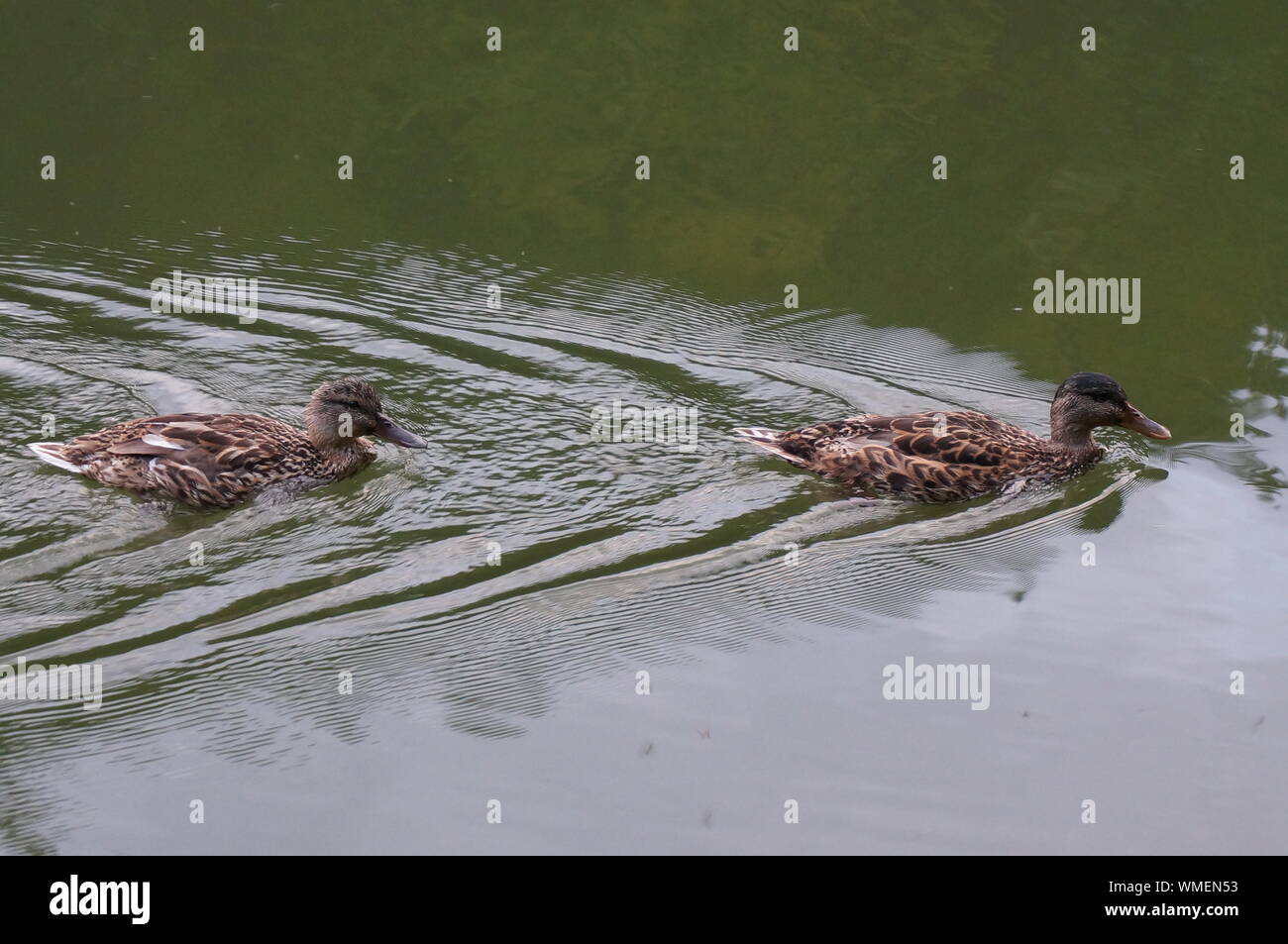 Mandarin duck swimming on lake hi-res stock photography and images - Alamy