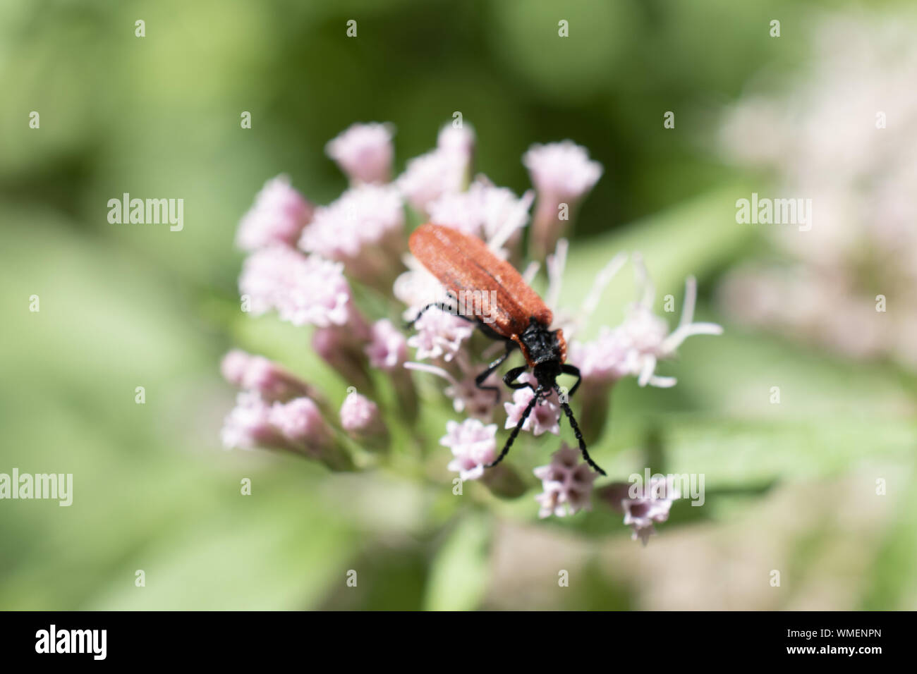 insect that lives on wild plants Stock Photo - Alamy