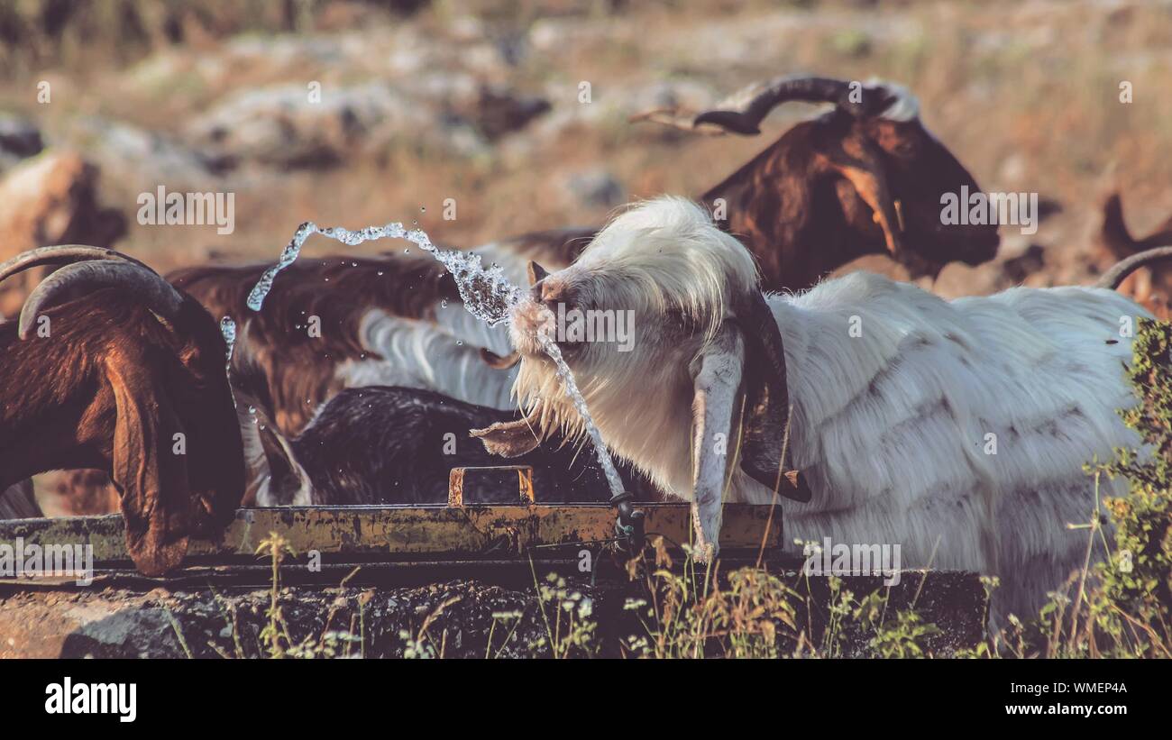 Goats drinking water hi-res stock photography and images - Alamy