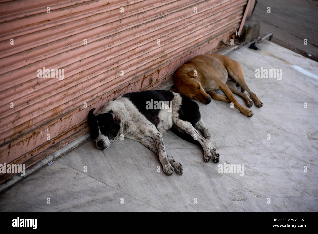 Shutter Dog High Resolution Stock Photography and Images - Alamy