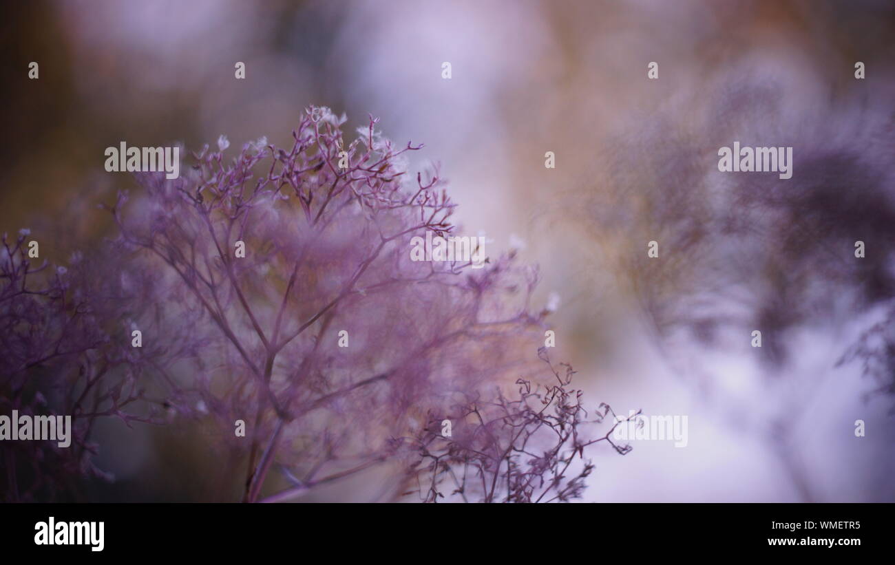 beautiful autumn or spring background. pink deadwood dill sunset bokeh ...