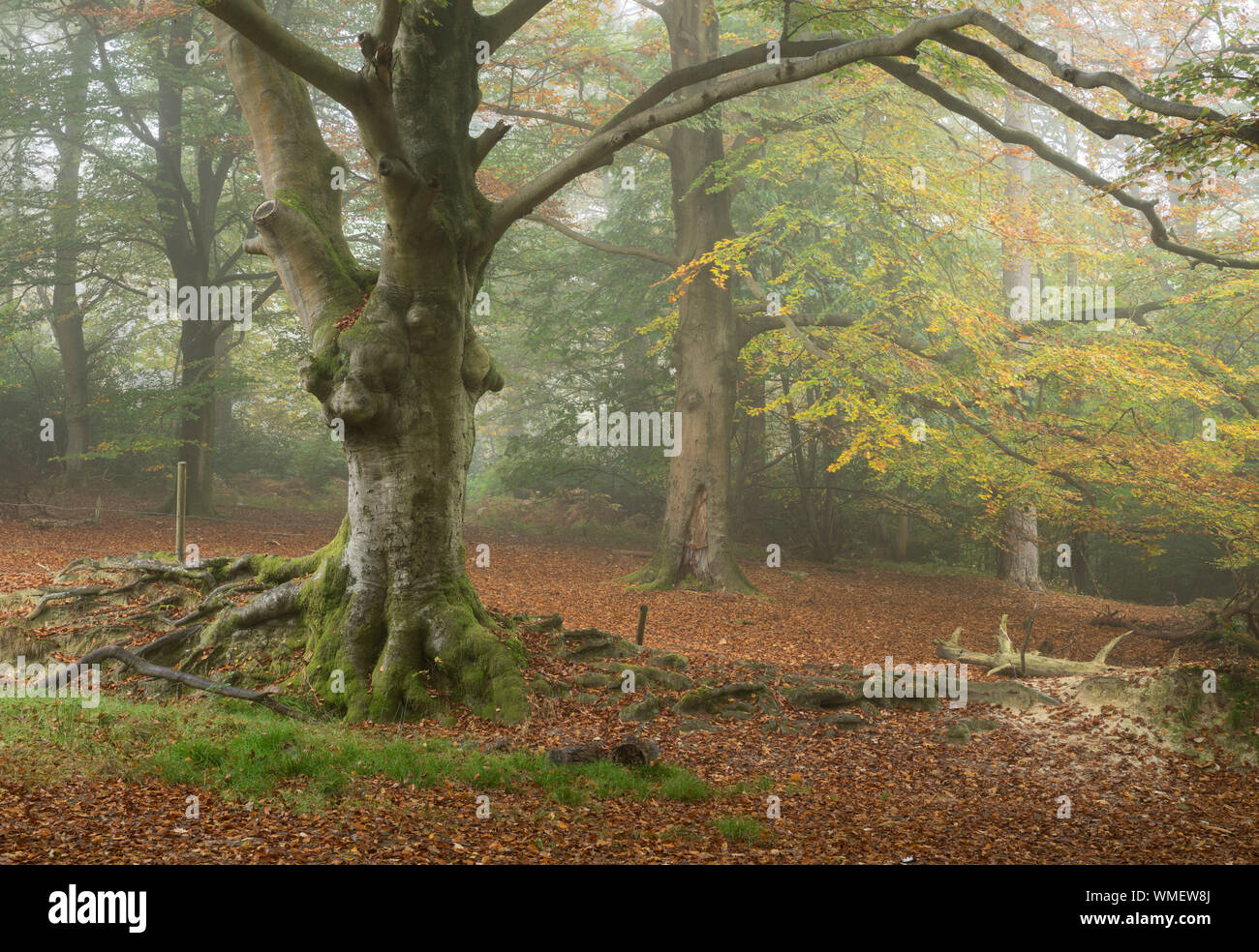 Ashdown forest hi-res stock photography and images - Alamy