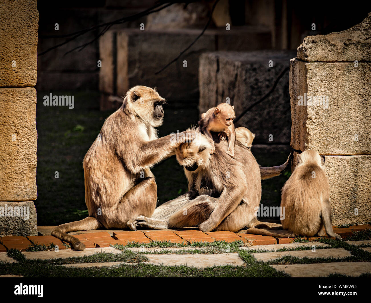 Monkeys zoo hi-res stock photography and images - Alamy