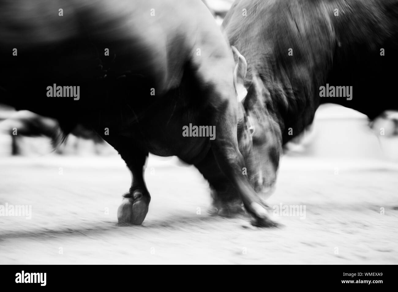 Bull fighting stadium hi-res stock photography and images - Alamy