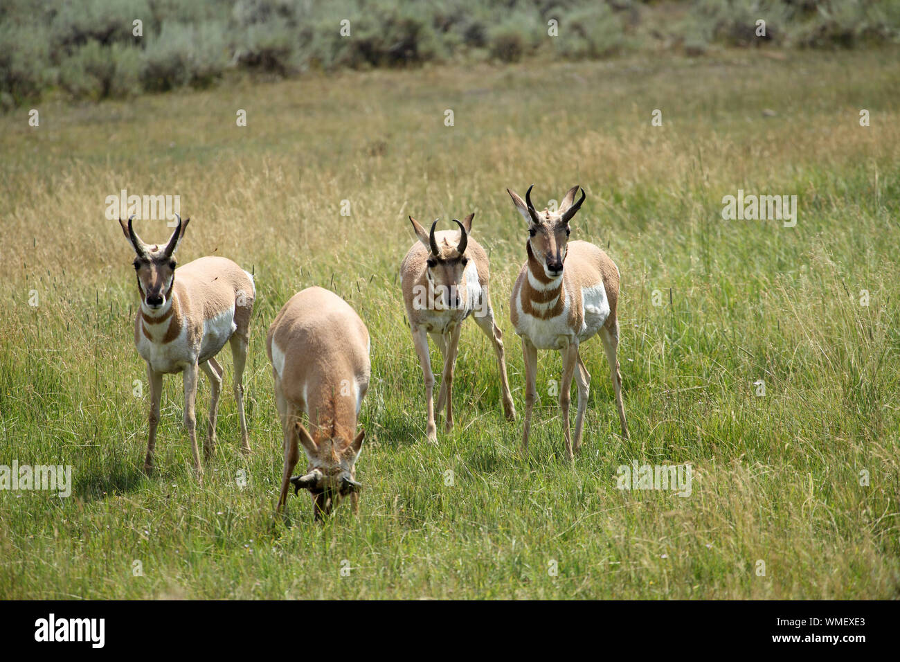 Antelope Standing On Field Stock Photo - Alamy