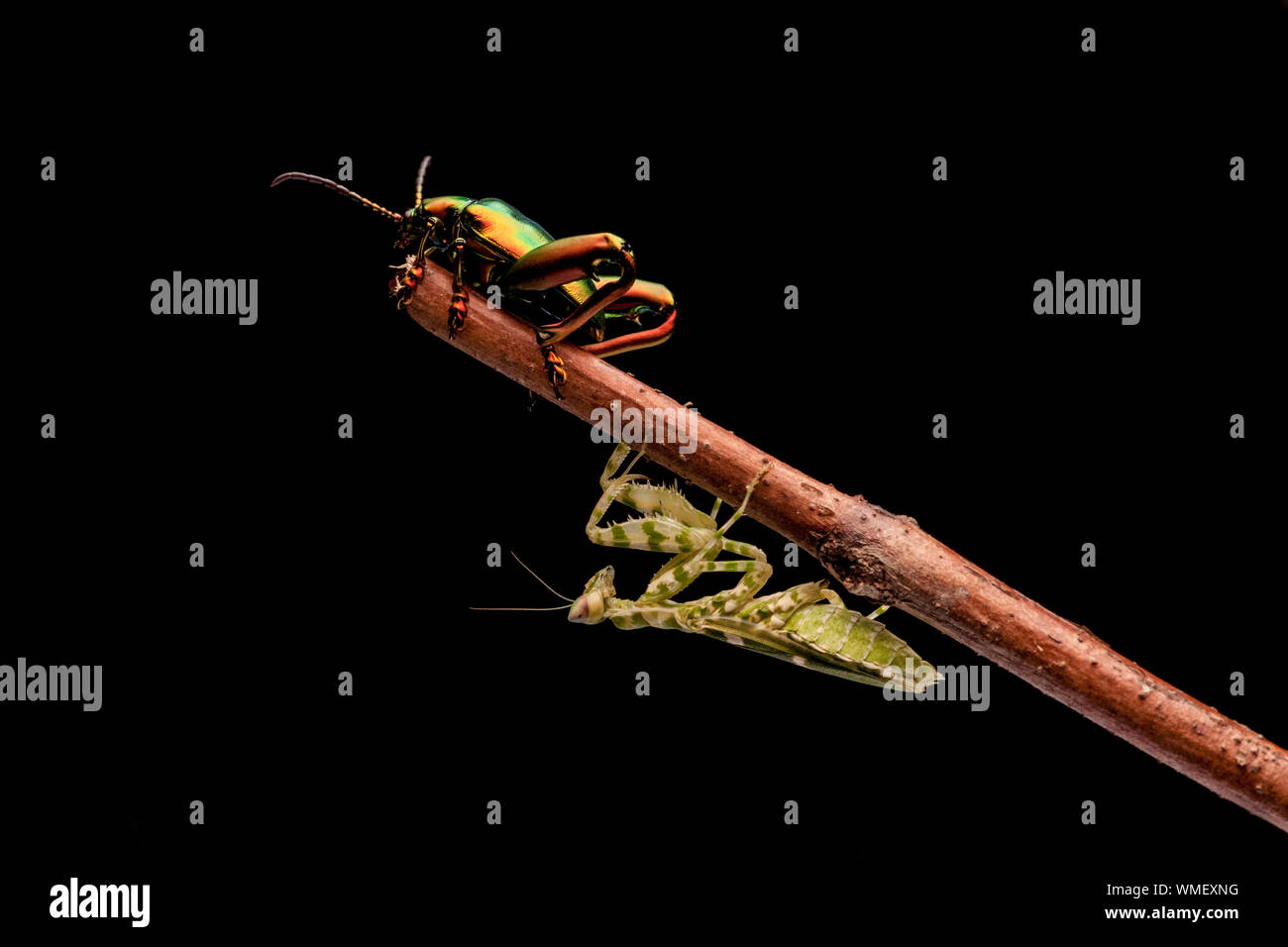 Stick mantis hi-res stock photography and images - Alamy