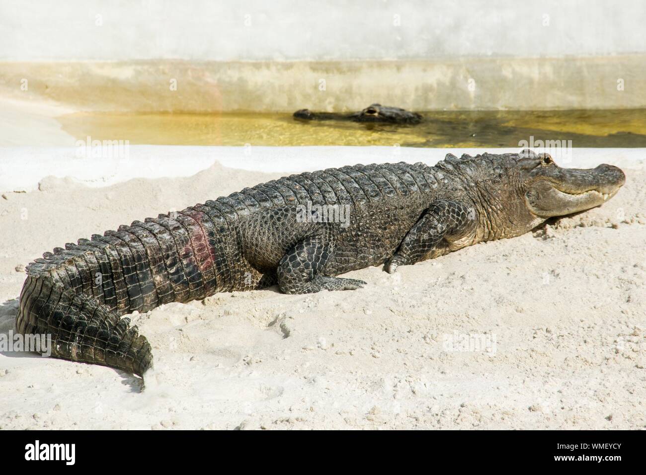 Crocodile on the beach hi-res stock photography and images - Alamy
