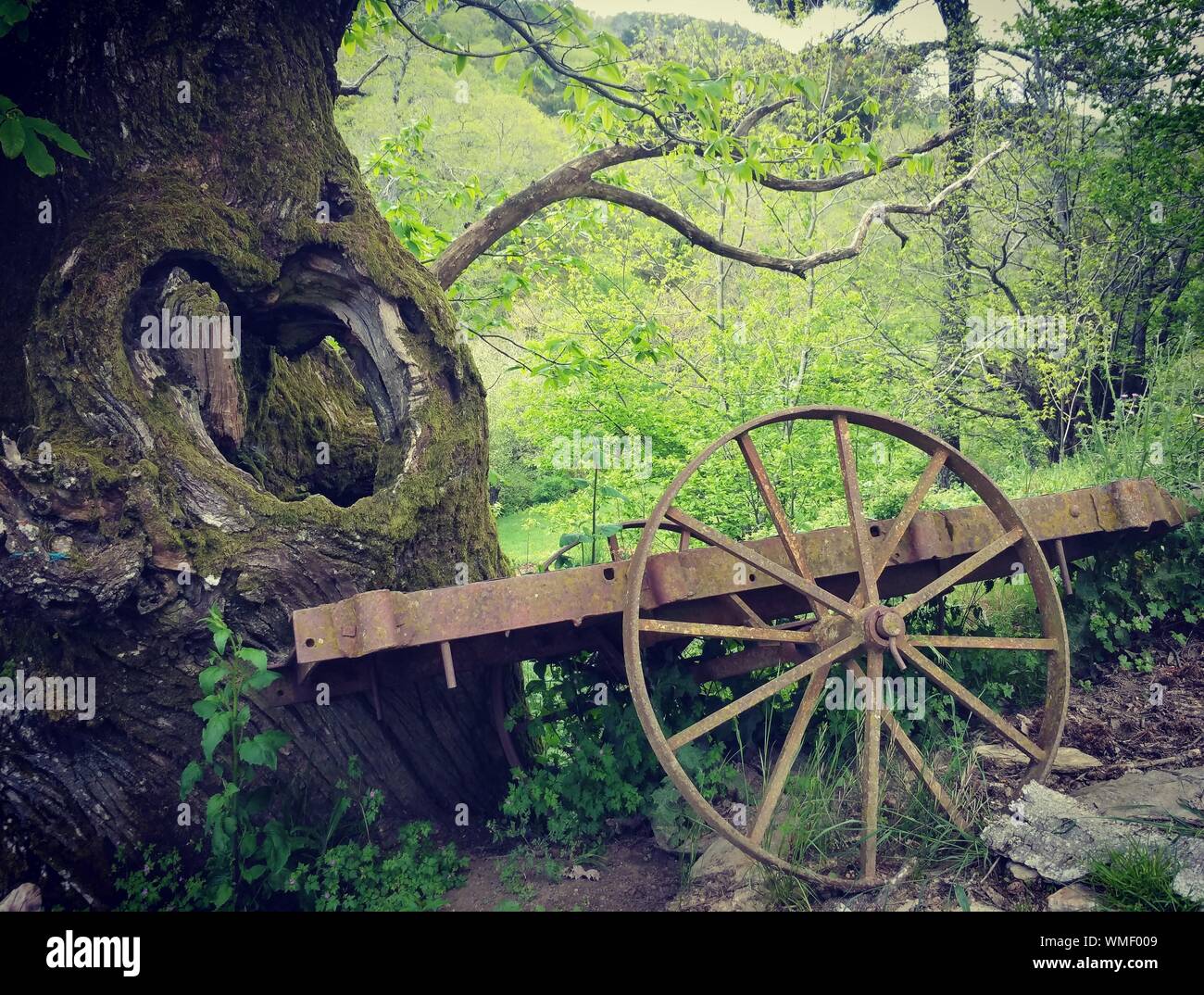 Wheel trees hi-res stock photography and images - Alamy