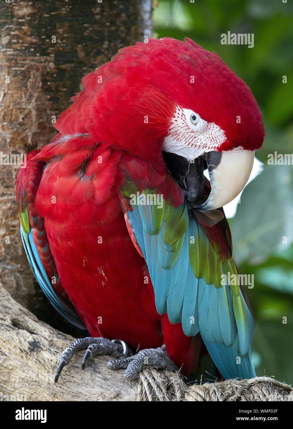 Scarlet macaw on branch hi-res stock photography and images - Alamy