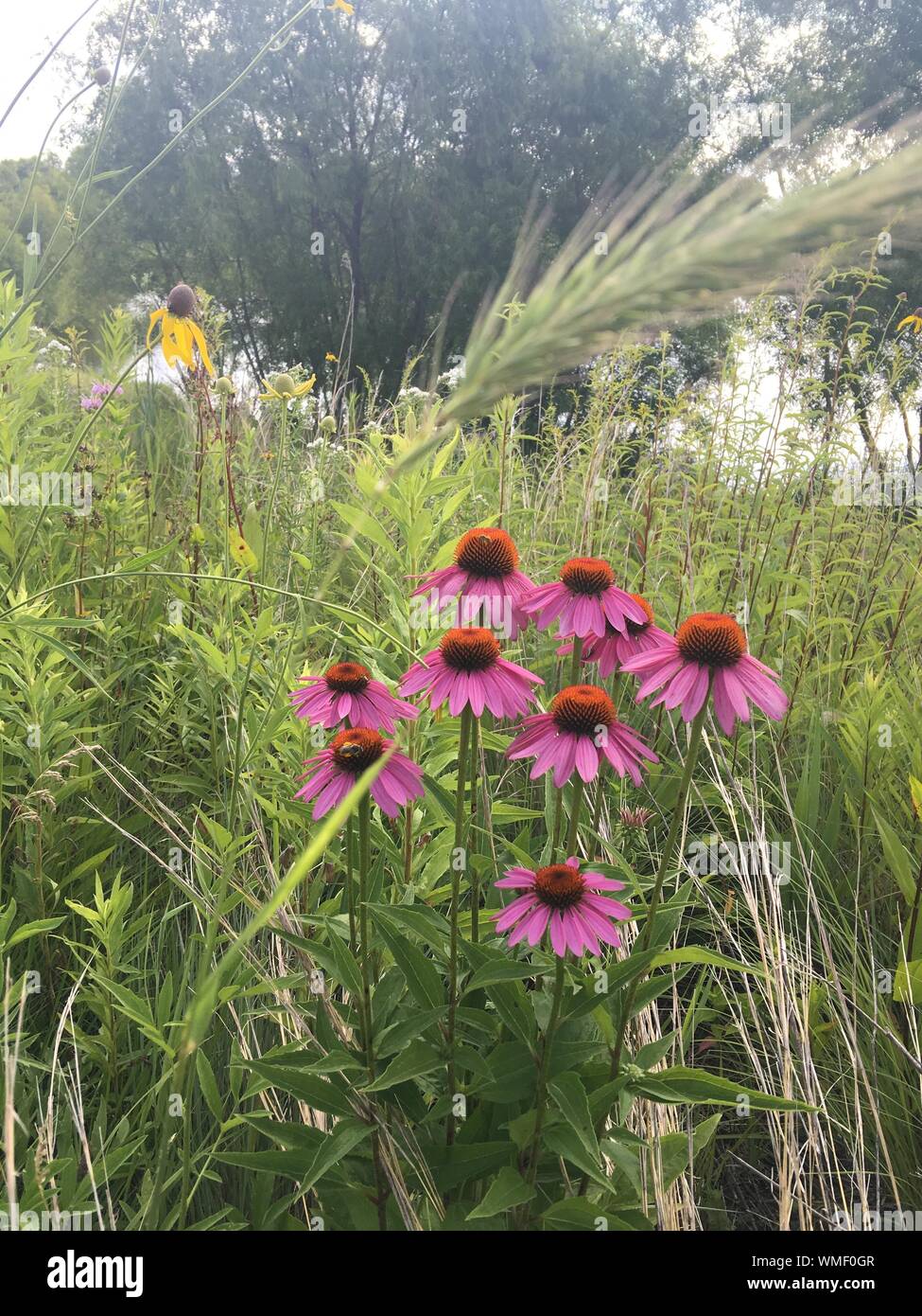 Plants Growing On Field Stock Photo - Alamy