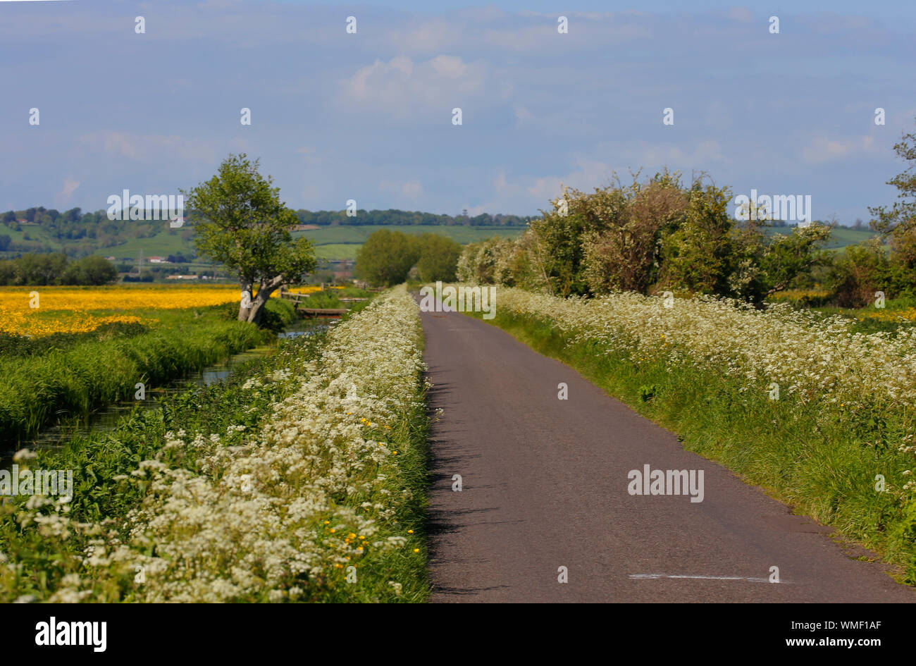 A Somerset Levels road in summer next to a Rhyne in landscape Stock ...