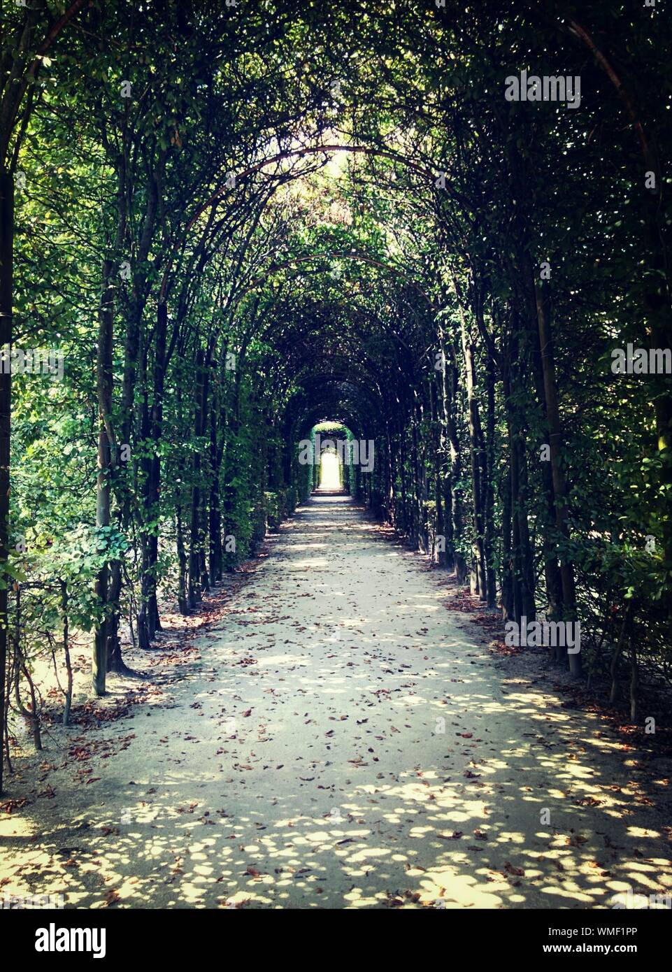 Covered in ivy hi-res stock photography and images - Alamy