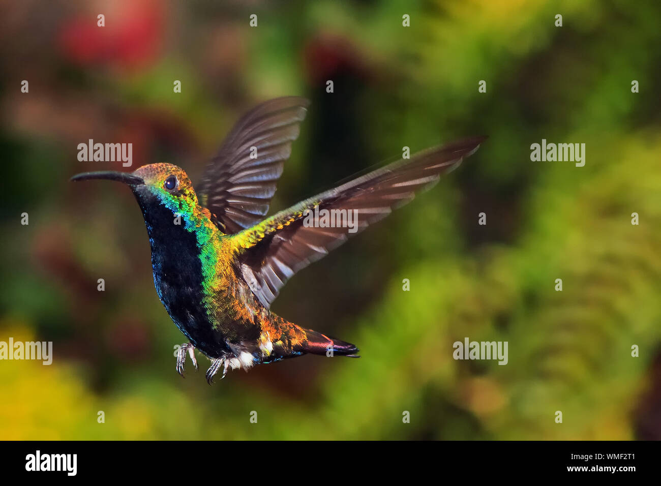 Flying hummingbird hi-res stock photography and images - Alamy