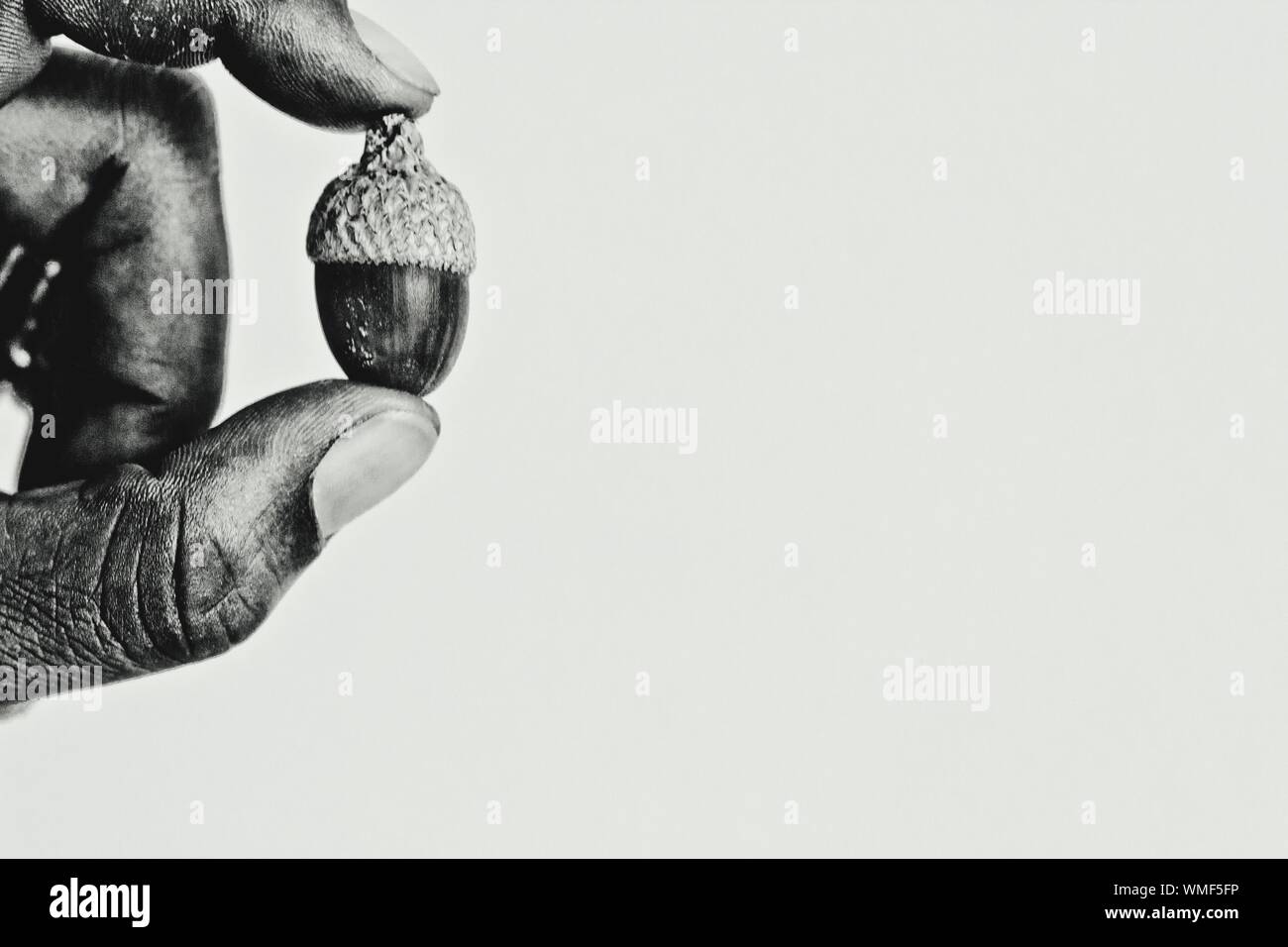 Hand holding acorn studio hi-res stock photography and images - Alamy