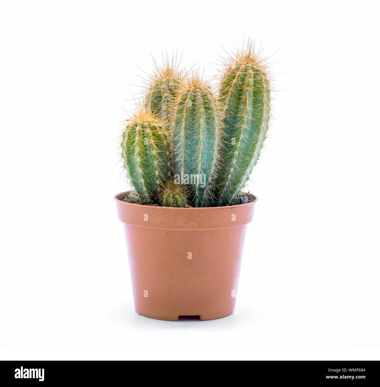 Cactus in pot isolated on white background. Front view Stock Photo - Alamy