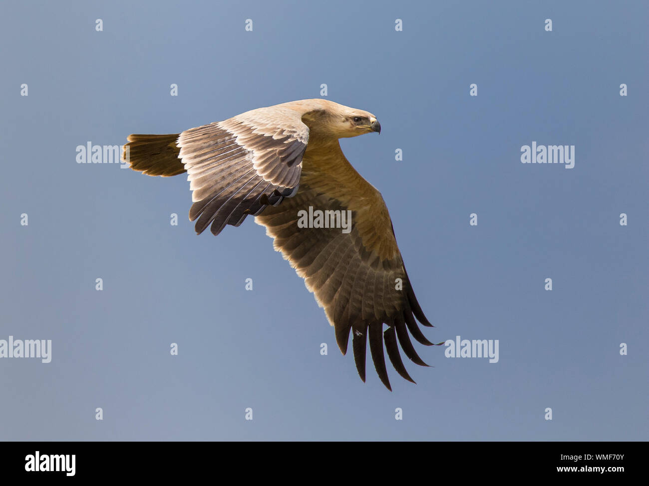 Tawny Eagle (Aquila rapax) in flight, Ndutu, Ngorongoro Conservation ...