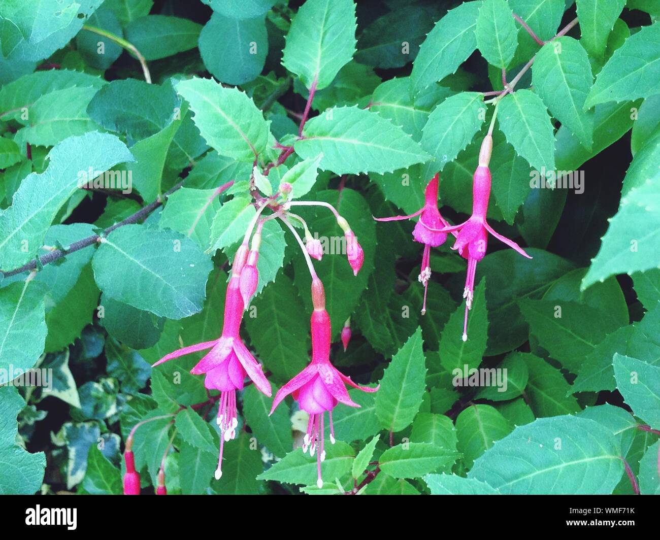 Fuschia pink hi-res stock photography and images - Alamy