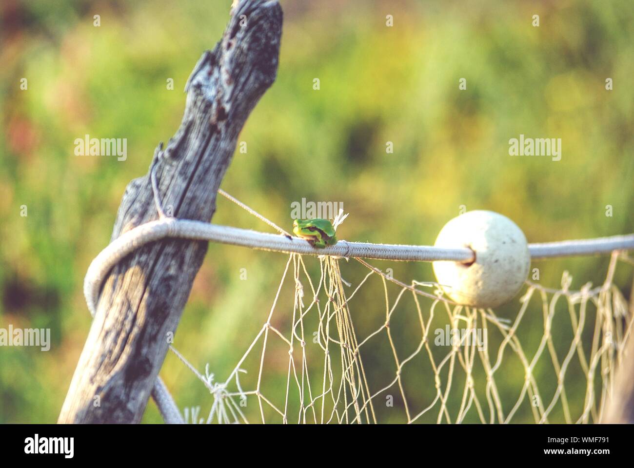 Fishing frog hi-res stock photography and images - Alamy
