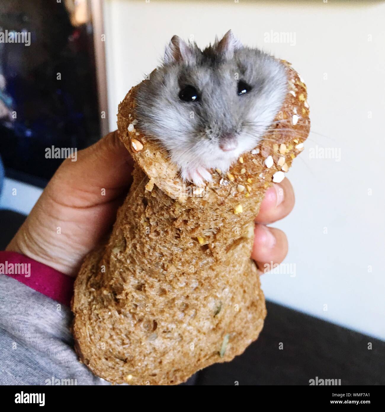 Hand holding hamster hi-res stock photography and images - Alamy
