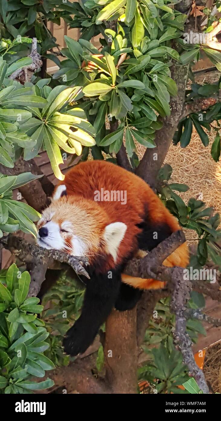 Sleeping red panda in tree hi-res stock photography and images - Alamy