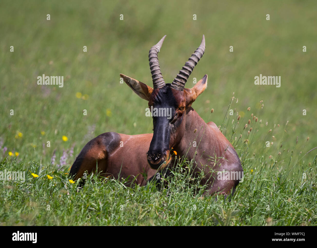 Serengeti topi hi-res stock photography and images - Alamy