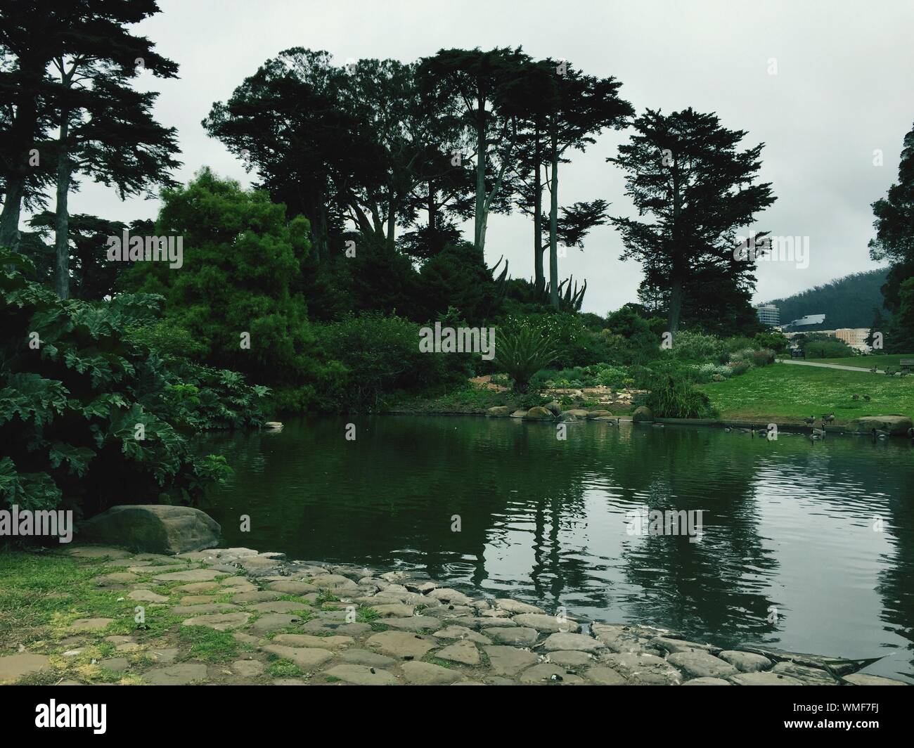 Golden gate with trees hi-res stock photography and images - Alamy