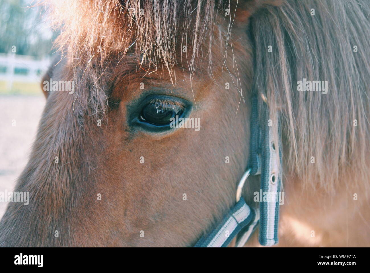 Close Up Horse Wearing Bridle High Resolution Stock Photography and ...